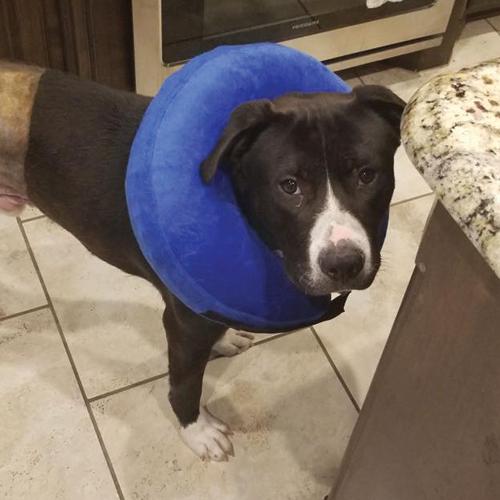 Recovery Room Dogs – Hearts & Tails of Hope Pet Rescue