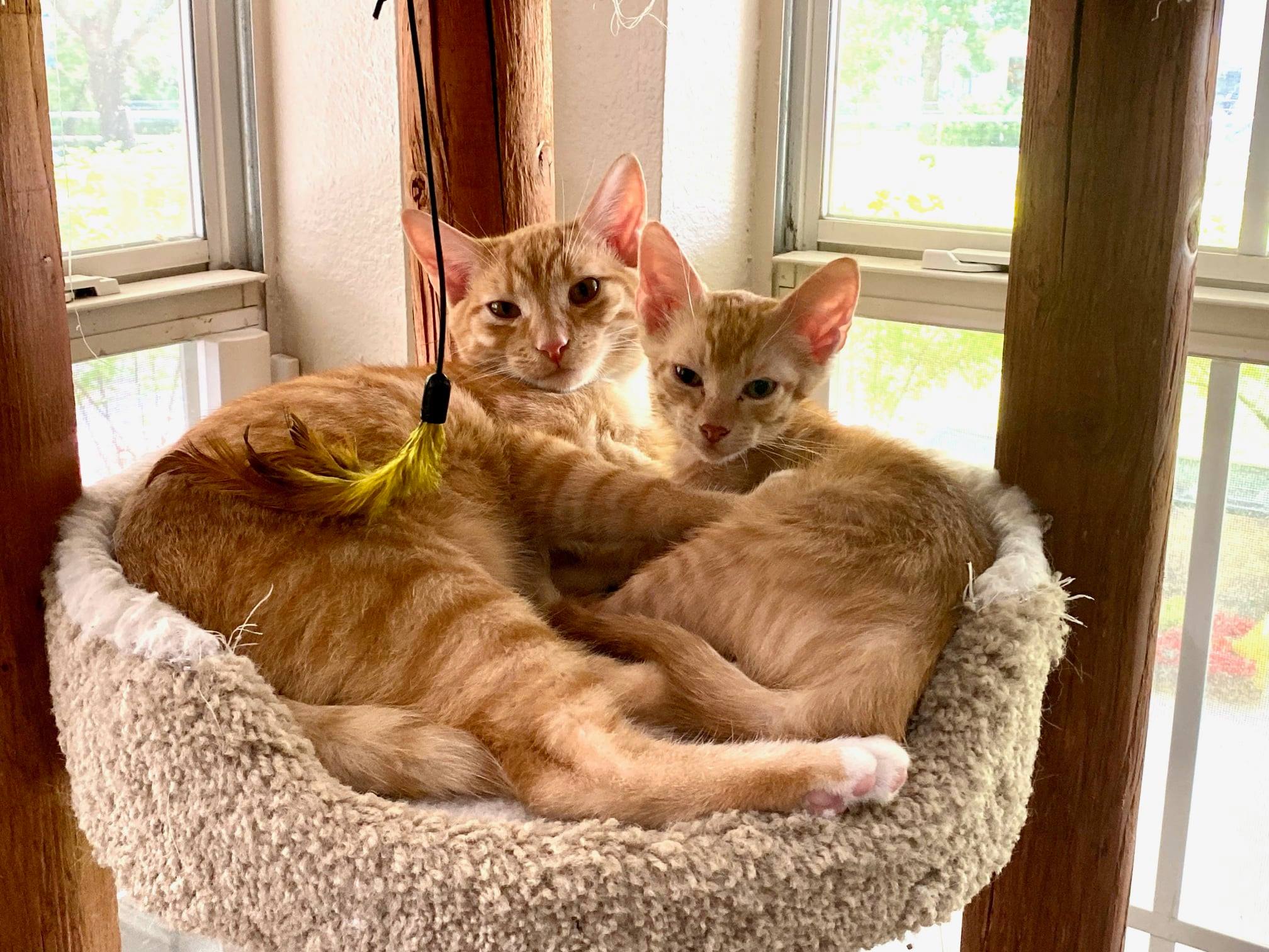 Forever Foster Cats – Hearts & Tails of Hope Pet Rescue