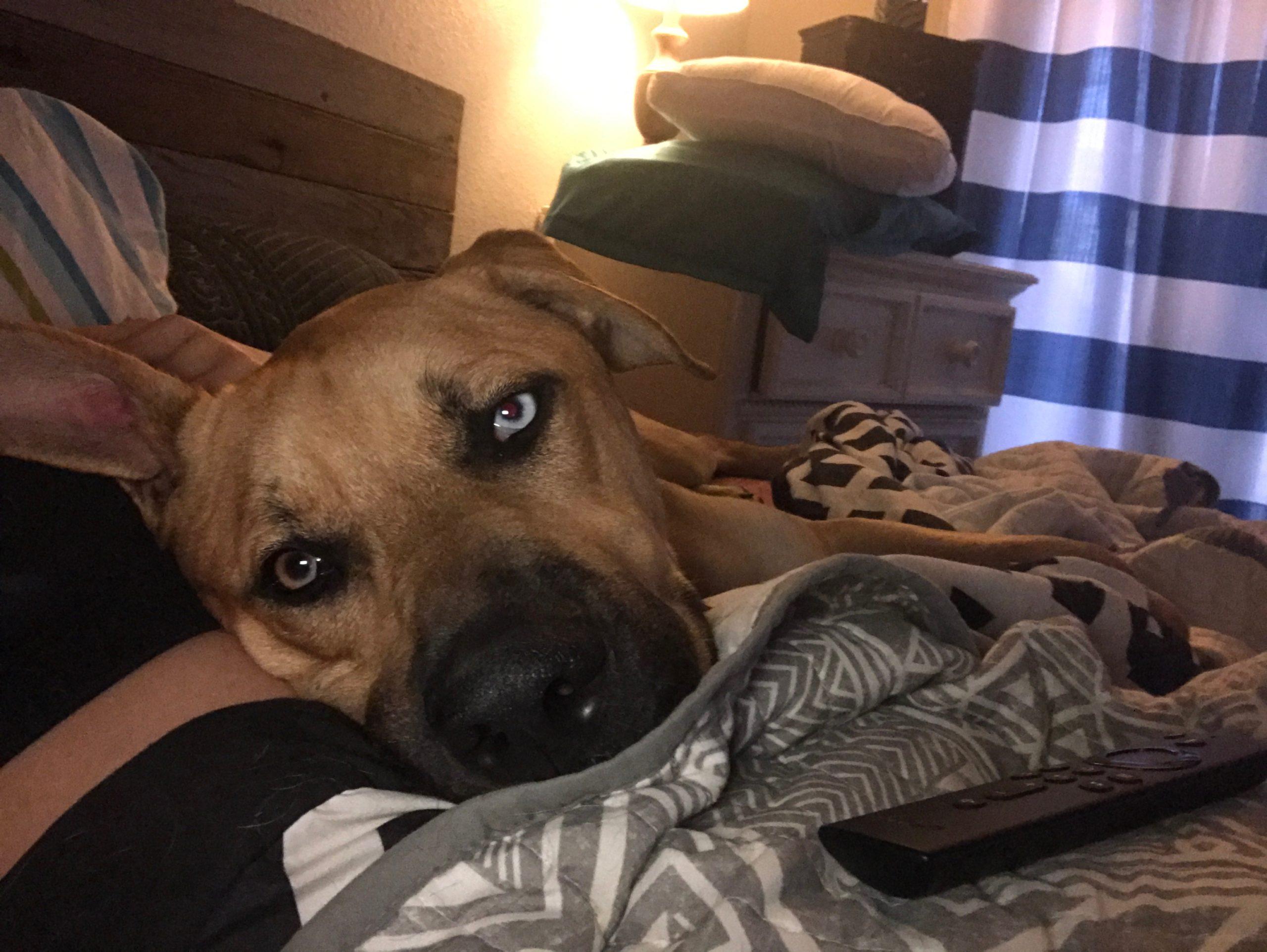 Forever Foster Dogs – Hearts & Tails of Hope Pet Rescue