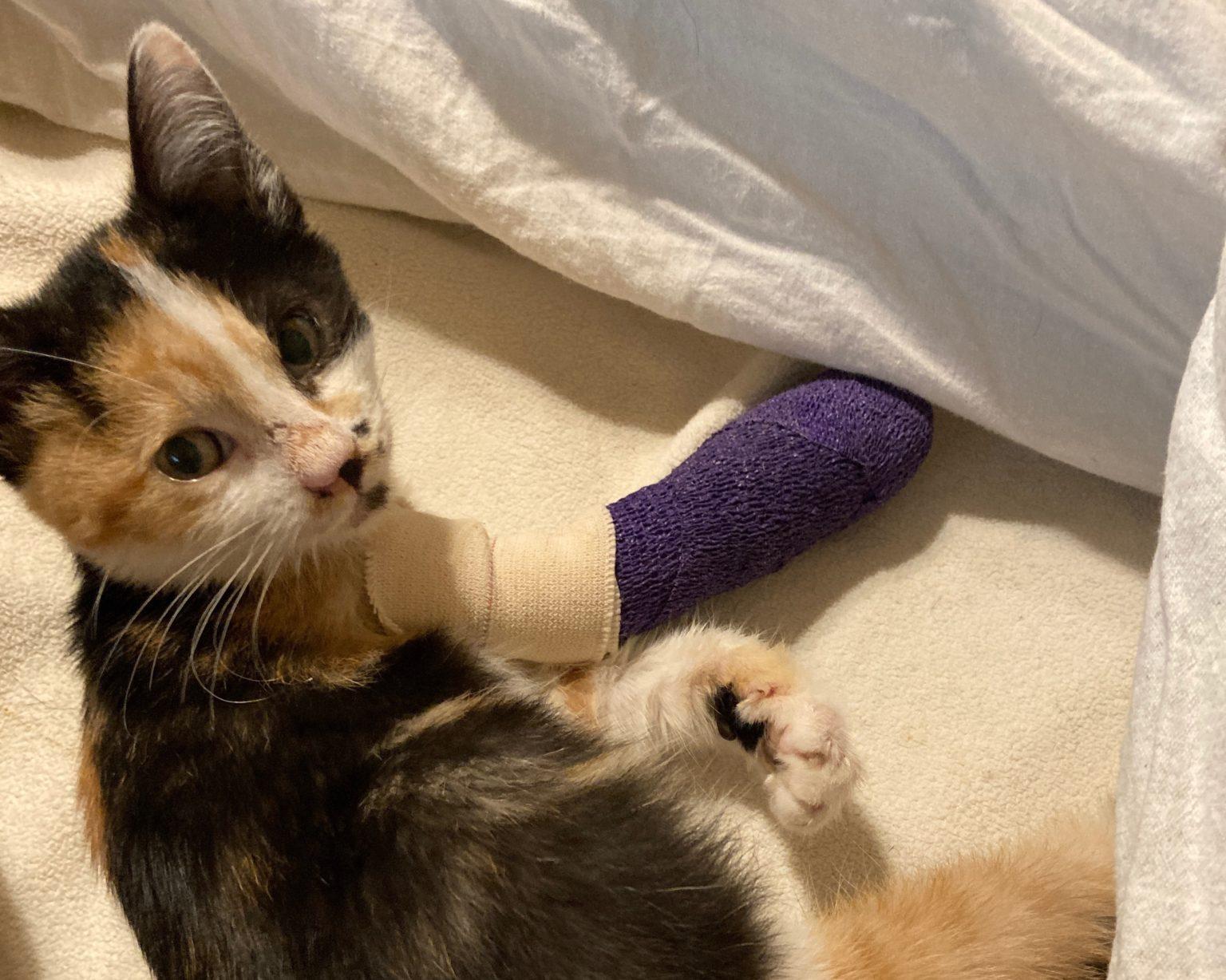 Recovery Room Cats – Hearts & Tails of Hope Pet Rescue