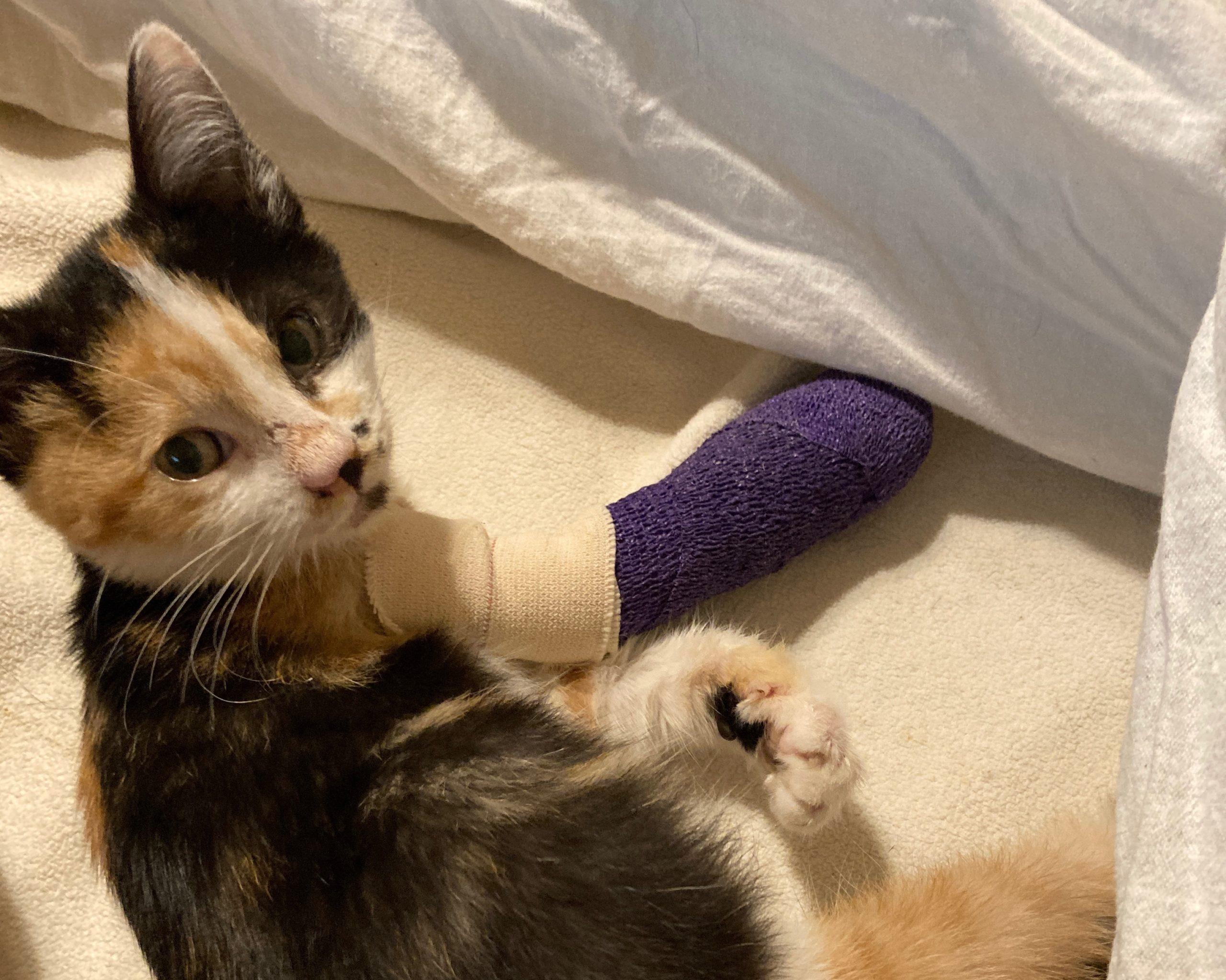 Recovery Room Cats – Hearts & Tails of Hope Pet Rescue