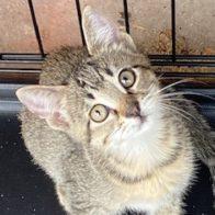 Available Cats – Hearts & Tails of Hope Pet Rescue