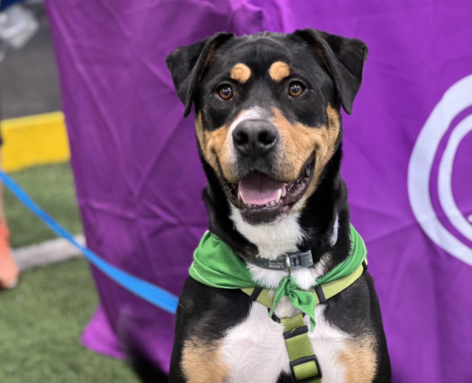 Hearts & Tails of Hope Pet Rescue – Foster. Adopt. Volunteer. Donate.